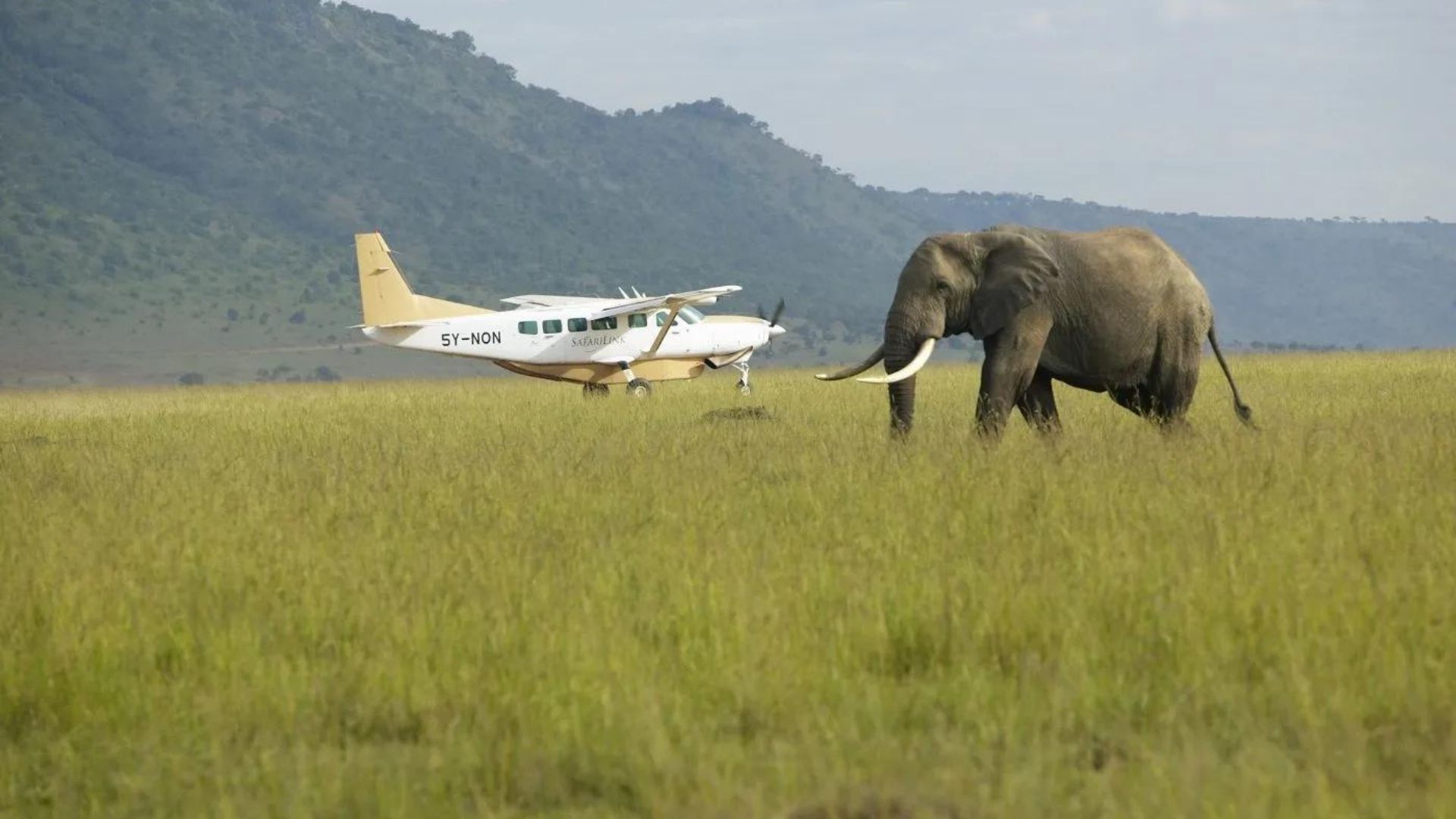 Illegal Wildlife Trade Transportation Systems: The Role Of ...