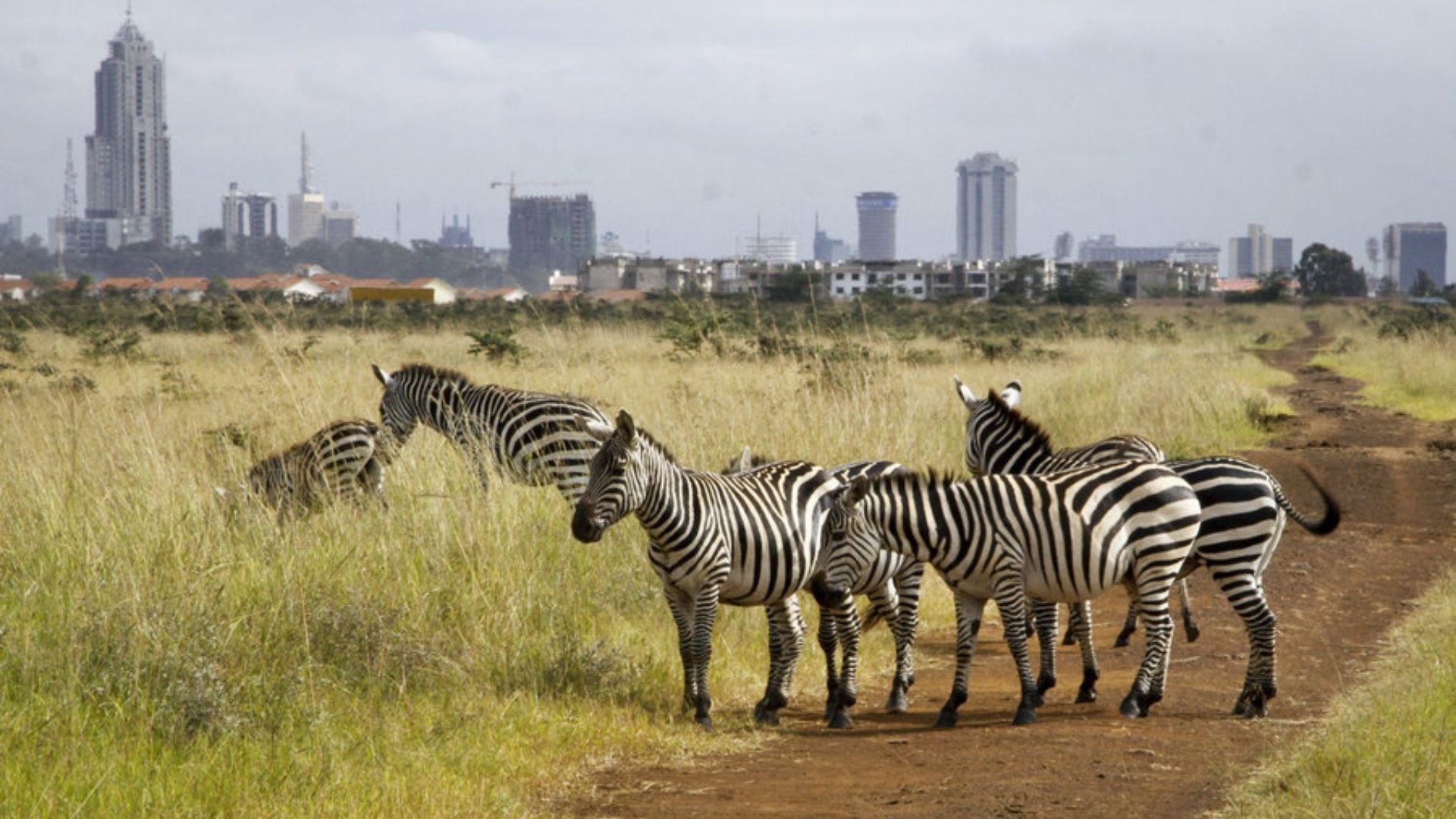 Illegal Wildlife Trade Transportation Systems: The Role Of ...